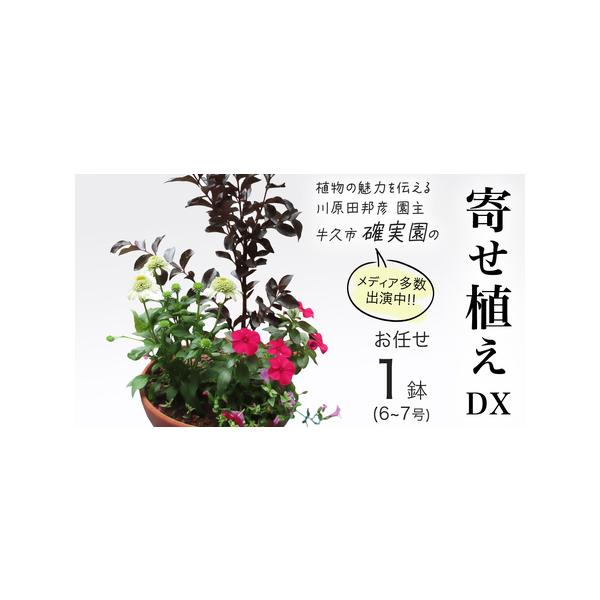 ■ 容量　寄せ植え鉢（6〜7号）：1点　※花の色や形は「おまかせ」となります。　送る時期に一番良いものをお送りします。■ 配送について　入金確認後、3〜4週間程度で発送　タイプ：【常温】