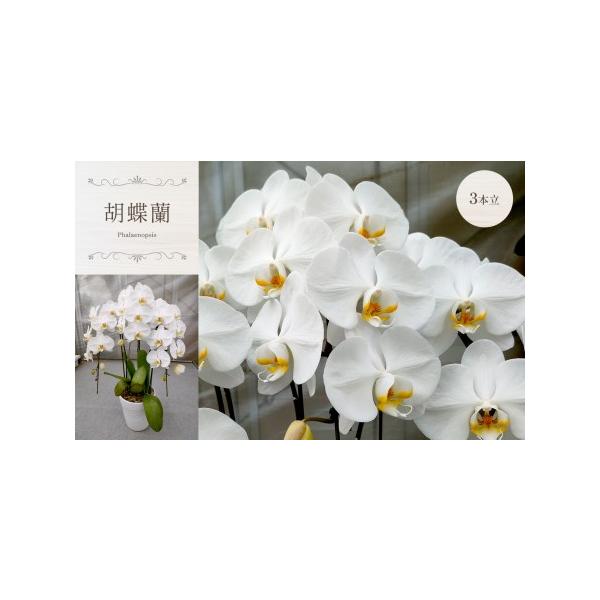 ■ 容量　3本立■ 配送について　寄付ご入金後1ヶ月以内を目安に発送します。　タイプ：【常温】