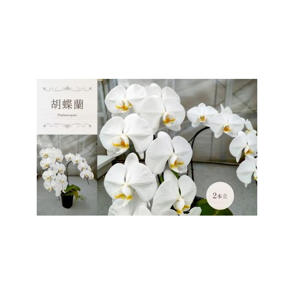 ■ 容量　2本立■ 配送について　寄付ご入金後1ヶ月以内を目安に発送します。　タイプ：【常温】