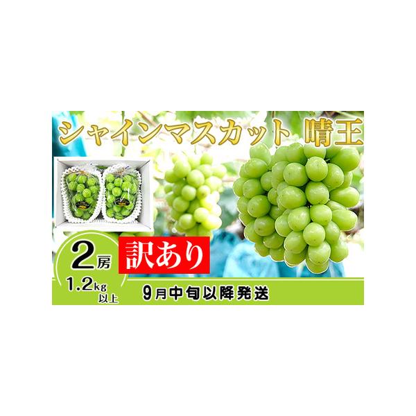 ■ 容量　シャインマスカット晴王2房（1.2kg以上）■ 配送について　2026年9月中旬〜10月下旬発送予定　※天候などの影響や育成具合により、発送時期が変動する場合があります。　※伊豆諸島（大島・八丈島を除く）及び小笠原村（小笠原諸島）...