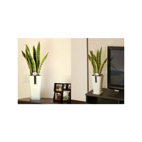 ■ 容量　サンスベリア 6号 カラーポット 白　全体のサイズ：約65〜75cm　鉢のサイズ：W16cm、H28cm■ 配送について　寄附確認後、30営業日以内に発送予定　年末年始（12月・1月）は寄附確認後、60営業日以内に発送予定　※天候...