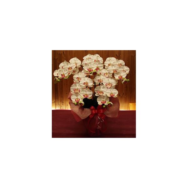 ■ 容量　光触媒　胡蝶蘭M 5本立ち/ホワイトピンク■ 配送について　20日以内に発送いたします　タイプ：【常温】