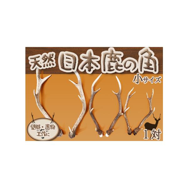 ■ 容量　日本鹿の角：小サイズ 一対（35cm以上）　※天然のものですので、形状・長さ・太さは写真と異なります。　　■使用期限■　末永くご愛用ください。　　■原産地■　鴨川市　タイプ：【常温】