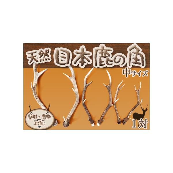 ■ 容量　日本鹿の角：中サイズ 一対（50cm以上）　※天然のものですので、形状・長さ・太さは写真と異なります。　　■使用期限■　末永くご愛用ください。　　■原産地■　鴨川市　タイプ：【常温】