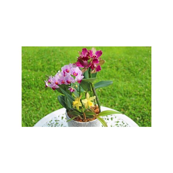 ■ 容量　季節の洋蘭寄せ植え　3株　　■賞味期限・利用期限■　鑑賞期間　約2週間〜1ヶ月　※蘭の種類や時期、管理方法によって異なります。　　■原産地■　千葉県鴨川市,その他　　■加工地■　千葉県鴨川市　タイプ：【常温】【のし】