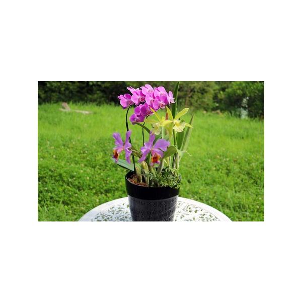 ■ 容量　季節の洋蘭寄せ植え　3株　　■賞味期限・利用期限■　鑑賞期間　約2週間〜1ヶ月　※蘭の種類や時期、管理方法によって異なります。　　■原産地■　千葉県鴨川市,その他　　■加工地■　千葉県鴨川市　タイプ：【常温】【のし】