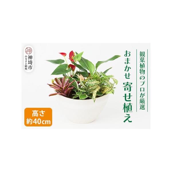 ■ 容量　・オリジナルアレンジ観葉植物 1鉢　　鉢のサイズ 横31cm　奥行22cm　高さ18cm　（色は白か黒になります。※選べません）　　植物の高さ 約40cm■ 配送について　決済から20日前後で発送　※北海道、沖縄、離島への配送は行...