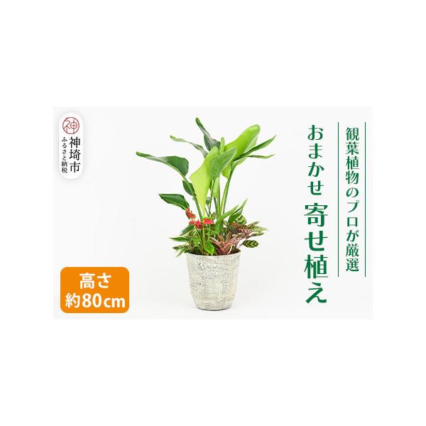 ■ 容量　・オリジナルアレンジ観葉植物 1鉢　　鉢のサイズ 直径28cm　高さ29cm　（色は白かグレーになります。※選べません）　　植物の高さ 約80cm■ 配送について　決済から20日前後で発送　※北海道、沖縄、離島への配送は行っており...