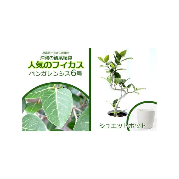 ■ 容量　6号シュエット鉢ポット(樹脂製鉢カバー、鉢皿なし)鉢底からの植物高：約80cm重量：約7kg鉢サイズ：φ22.5cm　高さ23cm■ 配送について　植物の仕上り具合により１カ月〜４カ月程度でのお届けとなることもございます。予めご了...