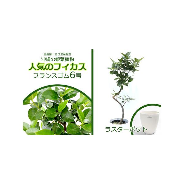 ■ 容量　6号ラスターポット(樹脂製鉢カバー、鉢皿なし)鉢底からの植物高：約80cm重量：約4kg鉢サイズ：φ22.5cm　高さ25cm■ 配送について　植物の仕上り具合により１カ月〜４カ月程度でのお届けとなることもございます。予めご了承く...