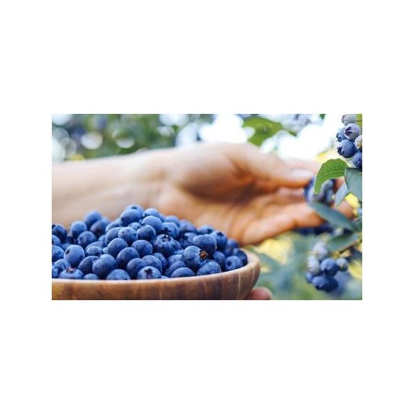 ■ 容量　総重量：400g　産地（都道府県）：和歌山県　旬の時期：6月〜7月末　【賞味期限】　受け取り後冷蔵庫にて保管頂き早々にお召し上がり下さい。■ 配送について　2026年6月上旬より準備出来次第順次発送（受注後天候と熟度に合わせて収穫...