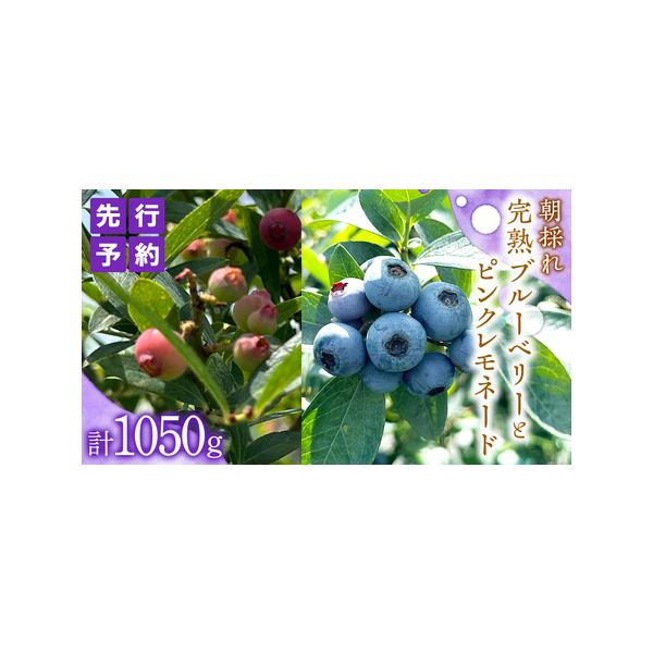 ■ 容量　1,050g　・ブルーベリー700g（350g×2パック）　・ピンクレモネード350g（1パック）■ 配送について　2026年6月上旬頃より発送開始　収穫後は入金確認後、2〜3週間程度で発送　最終発送：2026年8月中旬頃　※収穫...
