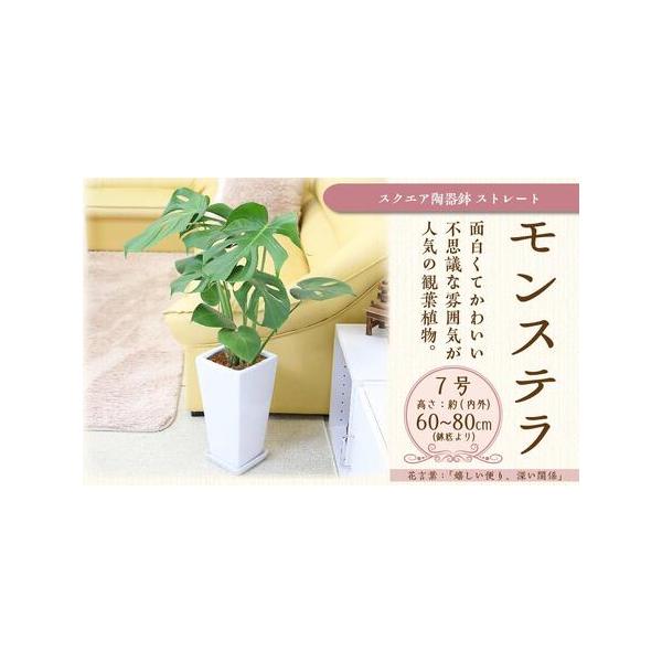 ■ 容量　◆サイズ　設置後の高さ 約60cm〜80cm(鉢底より) 幅 約30〜40cm/陶器の鉢植え　◆お皿　陶器製のお皿付き(※陶器のお皿のサイズは若干、前後してしまう場合がございます。)■ 配送について　2026年3月中旬以降順次発送...