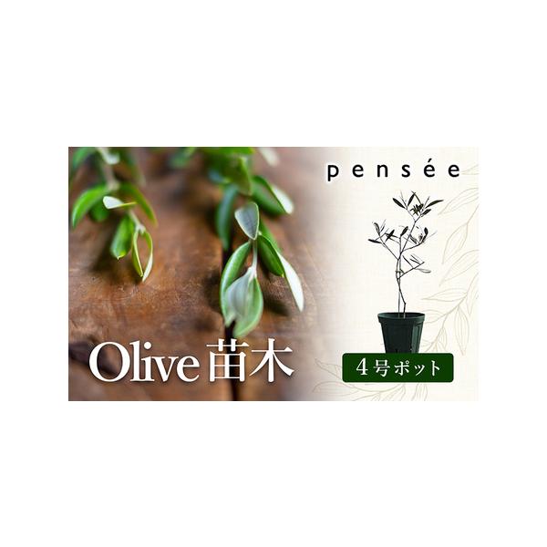 ■ 容量　オリーブ苗木　４号ポット　×１　　タイプ：【常温】