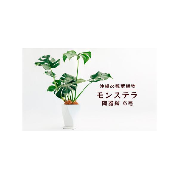 ■ 容量　１鉢　商品全体の高さ：約６０ｃｍ〜７０ｃｍ前後　　陶器鉢の高さ：約２４ｃｍ　幅：約１５ｃｍ　※鉢の在庫状況により写真と異なる形状の陶器鉢（白）でご対応する場合がございます。　※植物につき、高さや形状には誤差がございます。予めご了承...