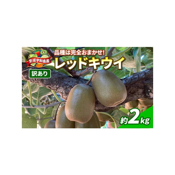 ■ 容量　訳ありレッドキウイ　約2kg　■ 配送について　9月上旬〜9月下旬　※３日以上不在になるご予定がありましたら、必ずご記入ください。 ご不在が続いたことで果実が傷んだ場合、代品等の対応はいたしかねます。　タイプ：【冷蔵】