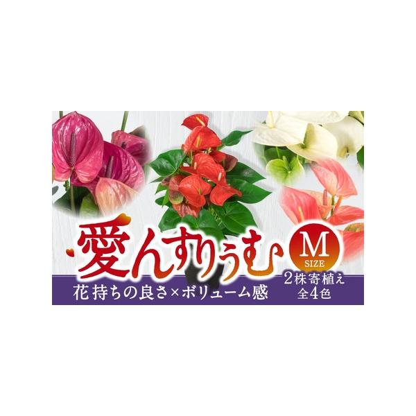 ■ 容量　幅約35×高さ約75cm/硬質プラスチック鉢（受け皿付）/4色：農園おまかせ(ボリューム重視)・レッド・ピンク・ホワイト・パープル※ご希望のカラーをお選びいただき、備考欄へご記入下さい。※カラー選択がない場合は「農園のおすすめ」を...