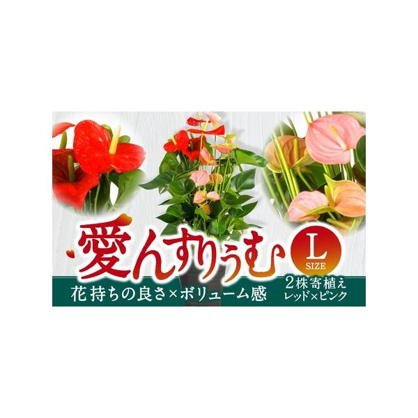■ 容量　幅約45×高さ約85cm/硬質プラスチック鉢（受け皿付）■ 配送について　こちらは生花のため、冬期間（12〜3月）は出荷できません。※発送期日にご注意ください。　タイプ：【常温】