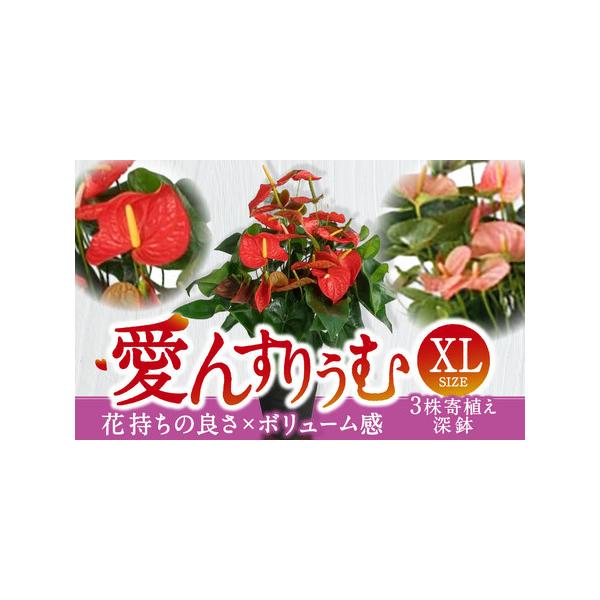 ■ 容量　幅約55×高さ約95cm/硬質プラスチック鉢（受け皿付）２色：農園おまかせ(ボリューム重視)・レッド・ピンク※ご希望のカラーをお選びいただき、備考欄へご記入下さい。※カラー選択がない場合は「農園のおすすめ」をお送りいたします。事業...