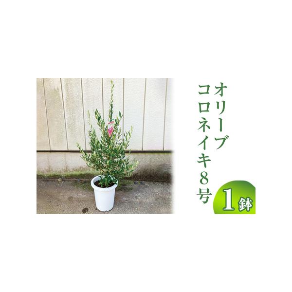 ■ 容量　オリーブ8号1鉢（コロネイキ）■ 配送について　20日以内に発送いたします　※1〜2月、7〜8月の間は発送不可となります。お申込みの時期によっては、発送までお時間を頂くことを予めご了承ください。　タイプ：【常温】