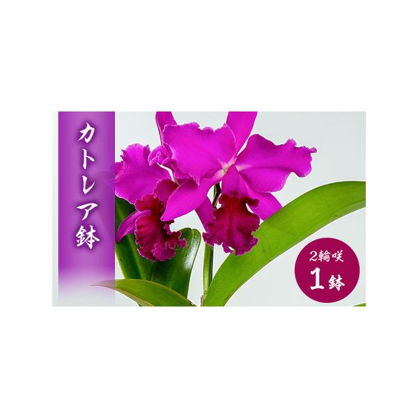 ■ 容量　※上記に記載■ 配送について　2026年1月より順次発送　タイプ：【常温】