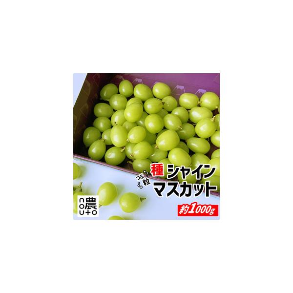 ■ 容量　粒シャインマスカット約1kg　訳あり返礼品となりますのでご注意をお願い致します。■ 配送について　8月中旬〜10月下旬 発送予定　※2025年5月23日の寄附受付分より常温での発送になります。　※天候などの影響や育成具合により、出...