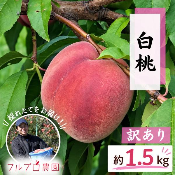 あかつき・なつっこ・川中島白桃などの信州産白桃をお届けいたします（指定不可）。桃の生産量全国第3位の長野県。フルプロ農園が位置する長野県北部は、日照時間が長く朝晩の寒暖差が大きいため、美味しい桃が育ちます。暑い夏に、ぜひジューシーな桃をお召...