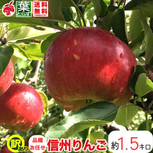 今が旬！の葉とらず信州りんごをお届けします。何が届くかはお楽しみ！※品種はお選びいただけません。おまかせ頂く分、お安くさせて頂いております。※生食用ではありますが一般的な「家庭用」よりは見た目の悪い等級となりますのでご理解ください。★★旬の...