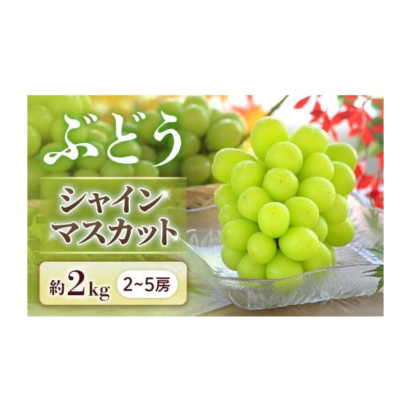 容量＜2026年に発送する予約注文分です＞内容量：約2kg(2〜5房)※大きさで房数は異なります。発送期日2026年9月発送予定※上記期間中に発送を行う予定です。※その年の気候により配送時期に変動がある可能性がございます。配送冷蔵 時間指定...