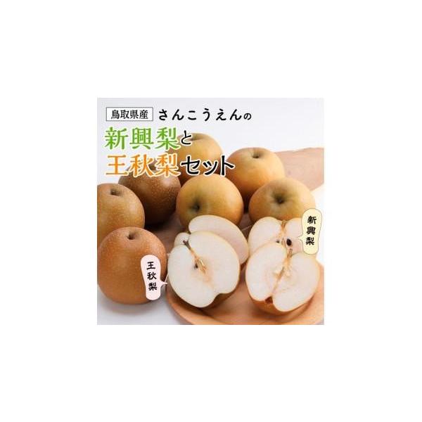 容量新興梨・王秋梨詰め合わせ　5kg箱(玉数は合わせて約6〜12玉)消費期限・新興梨 常温約20日・王秋梨 常温約30日※あくまでも目安の為、お早目にお召し上がりください。発送期日2025年11月上旬〜2026年2月中旬頃まで発送予定(※配...