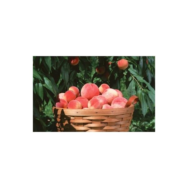 容量2.5kg(秀4〜12玉)消費期限1週間程度発送期日2026年8月上旬〜8月中旬配送冷蔵 のし 時間指定 別送申込期日2026年7月31日まで事業者成生土づくり研究会申込条件何度も申し込み可