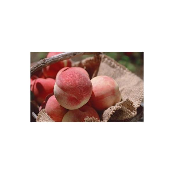 容量2.5kg(秀4〜12玉)消費期限1週間程度発送期日2026年8月下旬〜9月上旬配送冷蔵 のし 時間指定 別送申込期日2026年7月31日まで事業者成生土づくり研究会申込条件何度も申し込み可