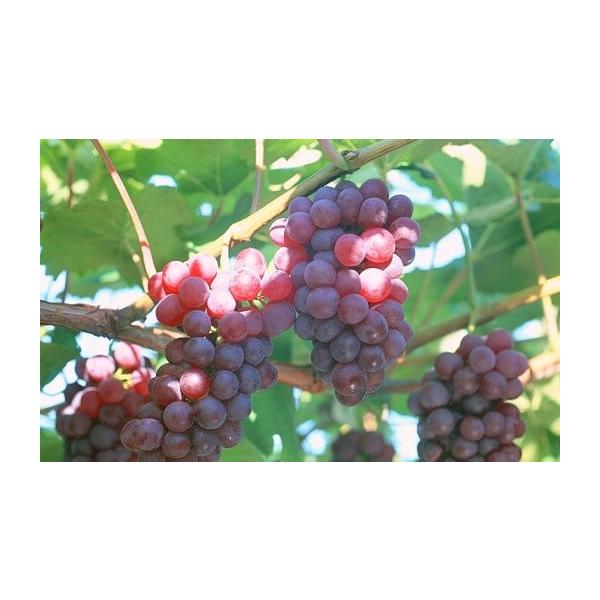 容量約2kg(秀8〜16房)消費期限1週間程度発送期日2026年8月上旬〜8月中旬配送冷蔵 のし 時間指定 別送申込期日2026年7月31日まで事業者成生土づくり研究会申込条件何度も申し込み可