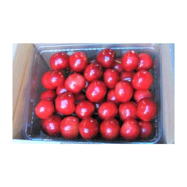 容量温室さくらんぼ（佐藤錦）５００ｇ　２Ｌサイズ　秀品※天候により出荷時期や規格（数、サイズ、品種等）を変更する場合がございます。発送期日２０２６年５月下旬〜６月上旬迄※ご不在日が多く配達が困難な場合、お礼品や配送先の変更をお願いする場合が...