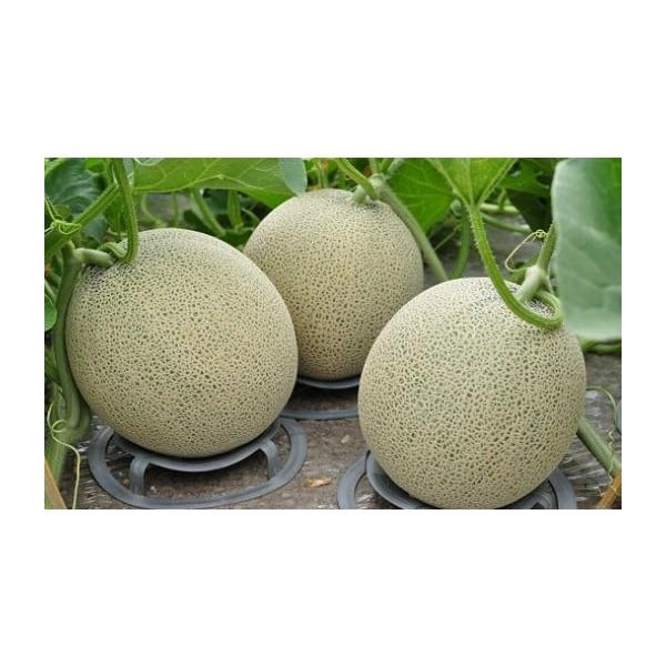 容量北海道産 ハウスメロン ４〜６玉（８キロ）消費期限お礼の品到着後は、なるべく早くお召し上がり下さい。発送期日２０２６年７月２０日〜８月１０日（予定）配送常温 時間指定 別送申込期日２０２６年７月２１日迄事業者どさんこ農産センター：二川農...