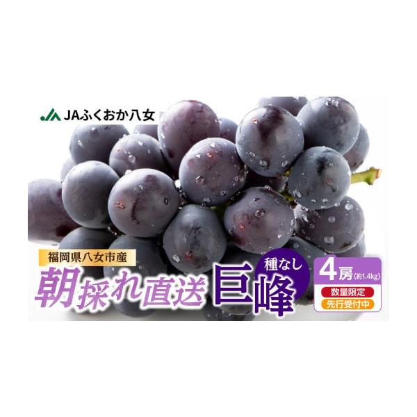 容量種なし巨峰 1.4kg（約350g×4パック）消費期限冷蔵で保管し、開封後3日以内にお召し上がりください。発送期日2026年7月上旬〜発送予定配送冷蔵 時間指定 別送申込期日〜2026年7月27日事業者福岡八女農業協同組合　販売企画課申...