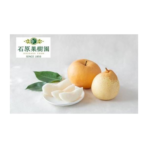 容量あたご梨 1〜2玉・鴨梨（ヤーリー）2玉 合計約2kg岡山県内産（5条8号ハ）※玉数の指定は申し訳ないですが、お受けできません。※贈答箱で上品に梱包いたします。（時期により箱デザインの変更がございます）消費期限出荷日より常温7日（冷暗所...