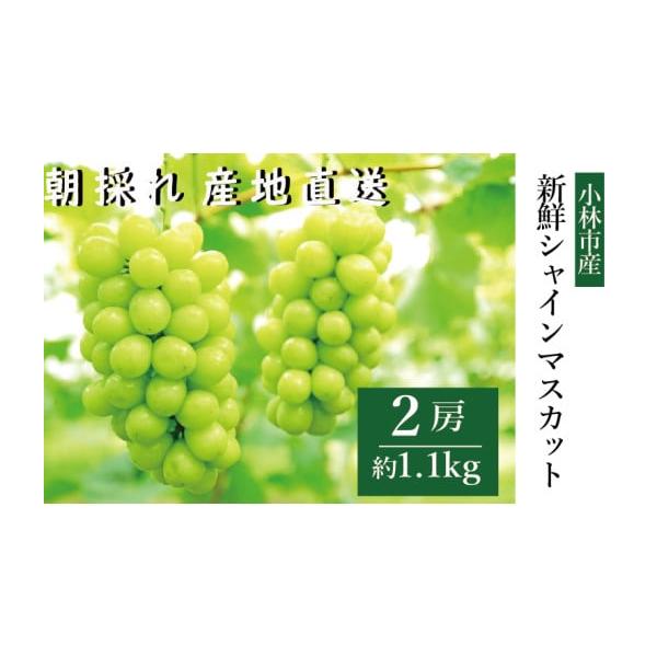 容量シャインマスカット2房（1.1kg程度）消費期限食べごろをお届けします。到着後お早めにお召し上がりください。発送期日※令和8年8月下旬より順次発送いたします。時期は若干前後することがございます。予めご了承ください。※配送日の指定はできま...