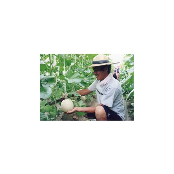 容量■お礼品の内容について・木曽岬産マスクメロン[2玉(1玉　1.5kg以上)]原産地:木曽岬町発送期日2026-07-16〜2026-07-23　※離島にはお届けできません。配送常温 別送申込期日〜2026-07-10事業者平松農園申込条...