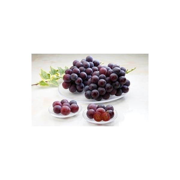 容量秀2房消費期限1週間程度発送期日2026年8月下旬〜10月上旬【配達】ヤマト運輸または佐川急便配送冷蔵 のし 時間指定 別送申込期日2026年8月31日まで事業者株式会社 ジェイエイてんどうフーズ申込条件何度も申し込み可