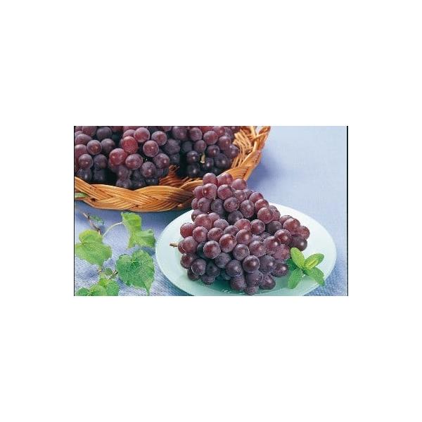 容量2kg(秀9〜16房)消費期限1週間程度発送期日2026年8月上旬〜8月中旬【配達】ヤマト運輸または佐川急便配送冷蔵 のし 時間指定 別送申込期日2026年7月31日まで事業者株式会社 ジェイエイてんどうフーズ申込条件何度も申し込み可