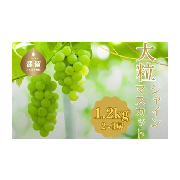 容量シャインマスカット 2〜3房（約1.2kg）消費期限到着後はなるべくお早めにお召し上がり下さい発送期日2026年8月下旬より準備でき次第順次発送させて頂きます。  【ご注意】長期ご不在やお引越し等により謝礼品のお受け取りができなかった場...