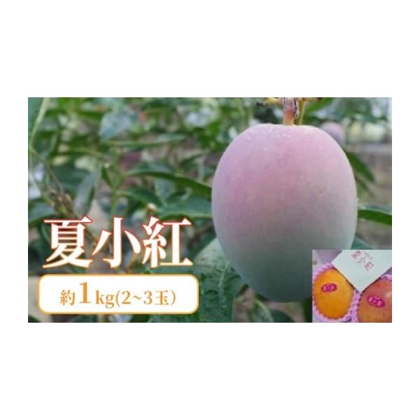 容量夏小紅 約1kg（2〜3玉）発送期日2026年7月上旬〜8月上旬配送冷蔵 時間指定 別送申込期日2026年7月20日まで事業者ますみ農園申込条件何度も申し込み可