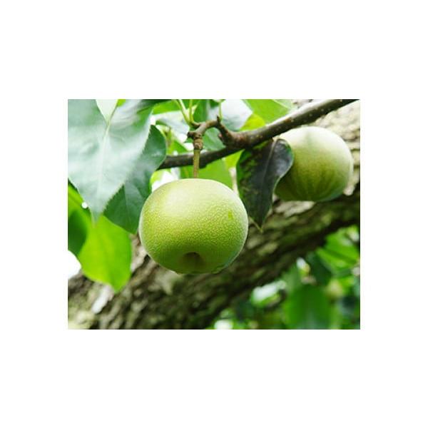 容量かおり（梨）約５kg（9〜12玉前後）消費期限注１：梨農家が選んだ食べごろの梨（贈答用）をお届けいたします。市販品（早もぎ出荷品）に比べ日持ちが短いため、お早目にお召し上がりください。注２：梨は暑さに弱い果物です。お受取りになられました...