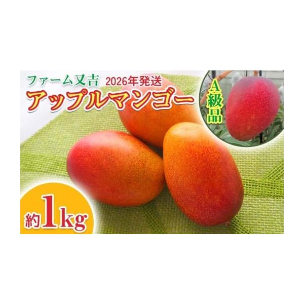 容量アップルマンゴー　約1kgA級品（2〜3玉）消費期限青果物なので到着後はお早めにお召し上がり下さい。発送期日2026年7月中旬〜8月上旬配送冷蔵 別送申込期日2026年7月15日まで事業者ファーム又吉申込条件何度も申し込み可