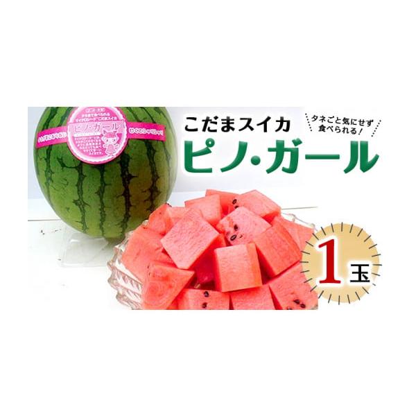 容量1玉（約1.5kg／玉）消費期限1週間以内発送期日【2026年発送】入金確認後、5月中旬〜6月下旬にかけて順次発送※発送時期は、例年の発送時期になっております。その年の天候や発育によりお届けが遅れる、又は早まることがあります。配送常温 ...