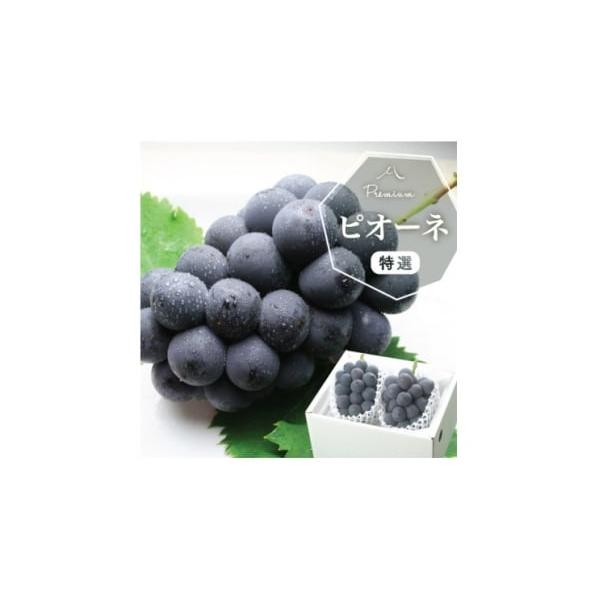 容量■内容量／原産地2房(約1kg)【山梨市】消費期限■賞味期限冷蔵で約5日※到着後、すぐにお礼品の状態をご確認のうえ、お早めにお召し上がりください。発送期日2026-08-11〜2026-09-10　※離島、沖縄県にはお届けできません。配...