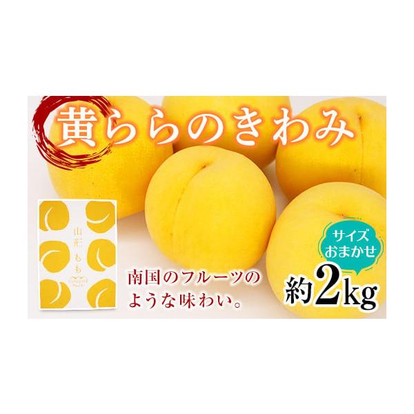 容量黄桃「黄ららのきわみ」 等級：秀サイズお任せ約2kg（6玉〜12玉）※1玉の重さにより入り数が異なります。玉数・サイズは選べませんのでご了承ください。発送期日令和8年9月中旬〜9月末頃にかけて順次発送予定※生育状況により発送時期が前後す...