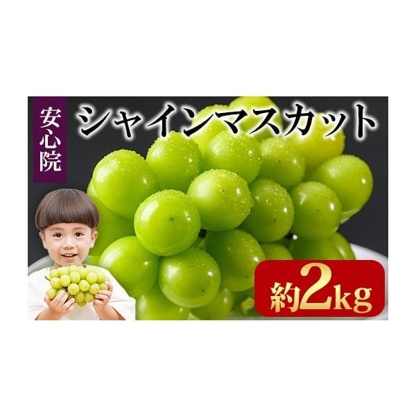 容量シャインマスカット：2kg(3〜5房)宇佐市内で生産しております。消費期限生鮮品のためお早目にお召し上がりください。発送期日2026年8月下旬から受付順に発送いたします配送冷蔵 時間指定 別送申込期日〜 2026／09／30 23:59...