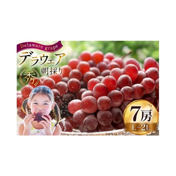 容量高畠町産 デラウェア秀 L〜2L 約1kg(7房)※サイズの指定はできません。※状況により房数を変更させていただく場合がございます。消費期限発送日+5日発送期日2026年7月下旬〜2026年8月中旬において順次発送※申込期日：2026年...
